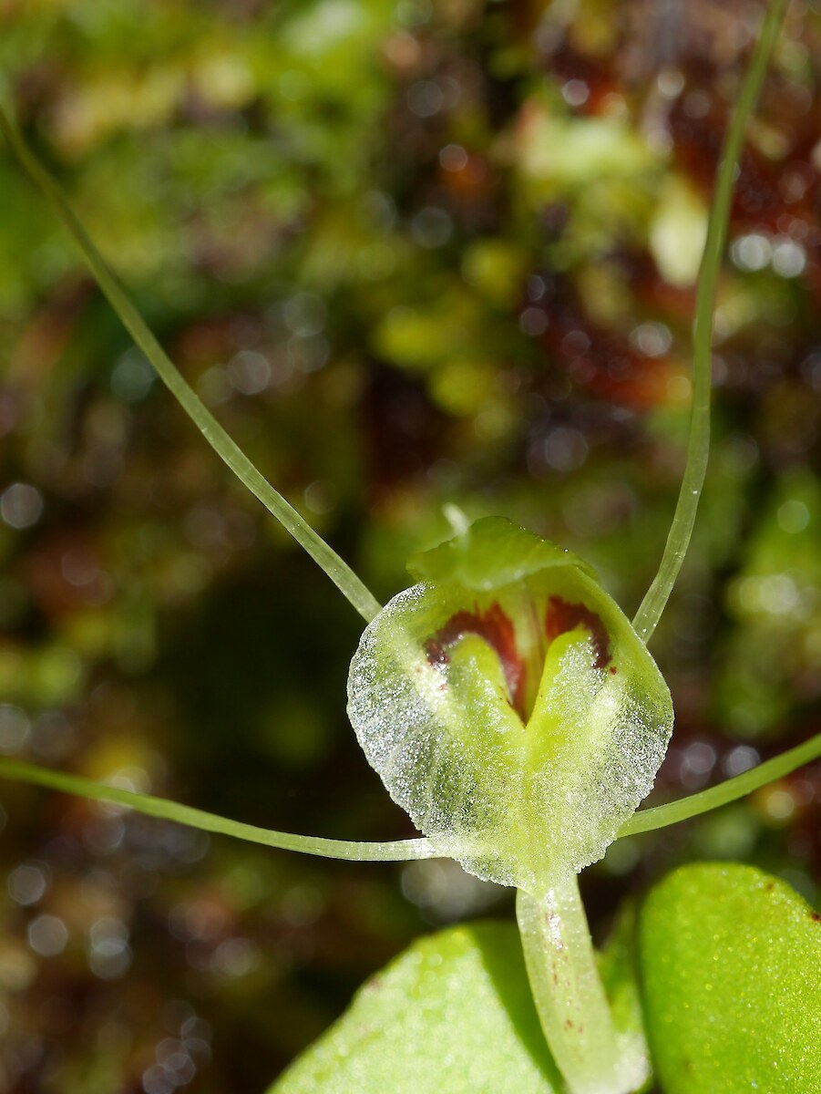 Corybas papa • New Zealand Native Orchids