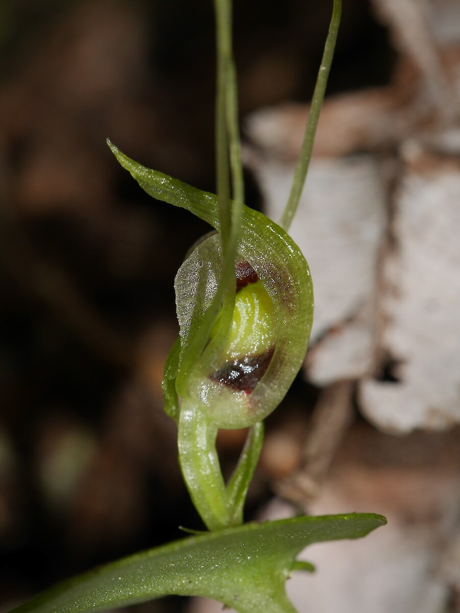 Corybas papa • New Zealand Native Orchids
