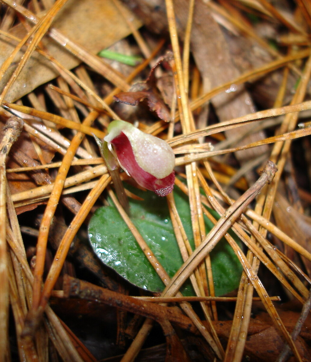 Corybas rotundifolius • New Zealand Native Orchids