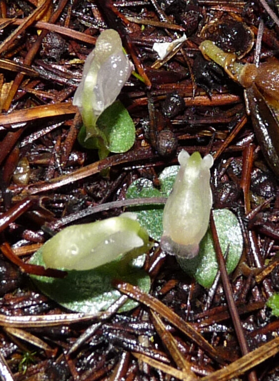 Corybas rotundifolius • New Zealand Native Orchids