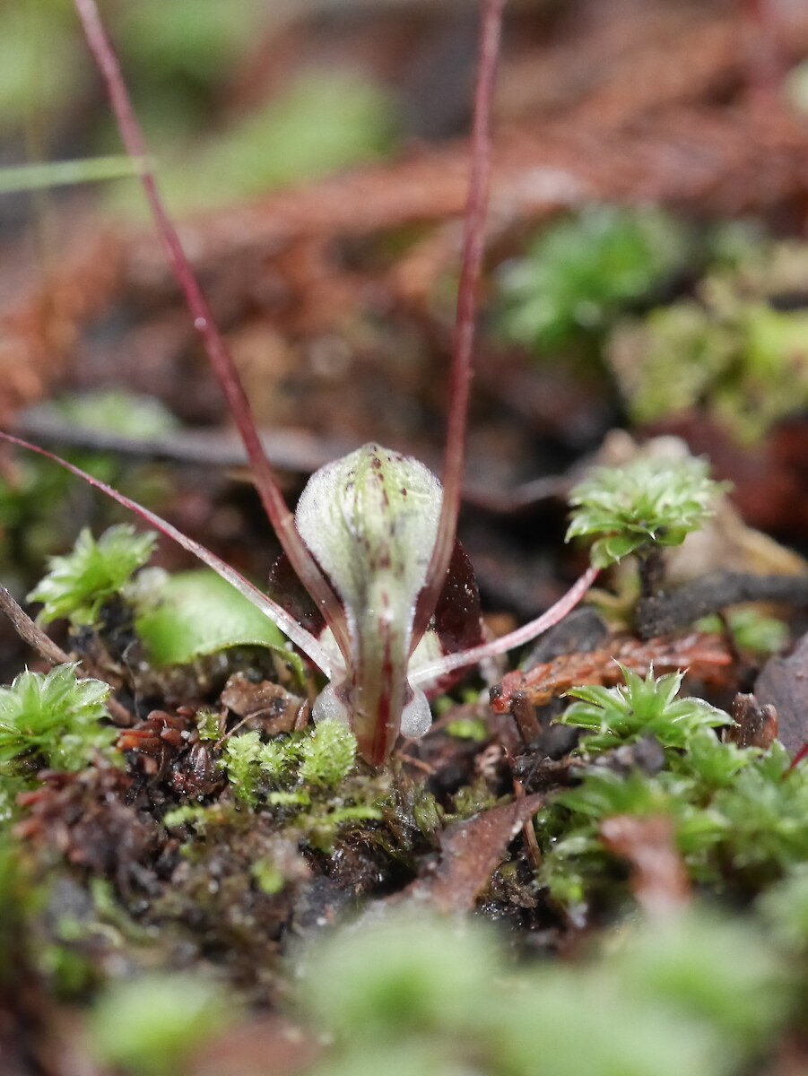 Corybas sanctigeorgianus • New Zealand Native Orchids