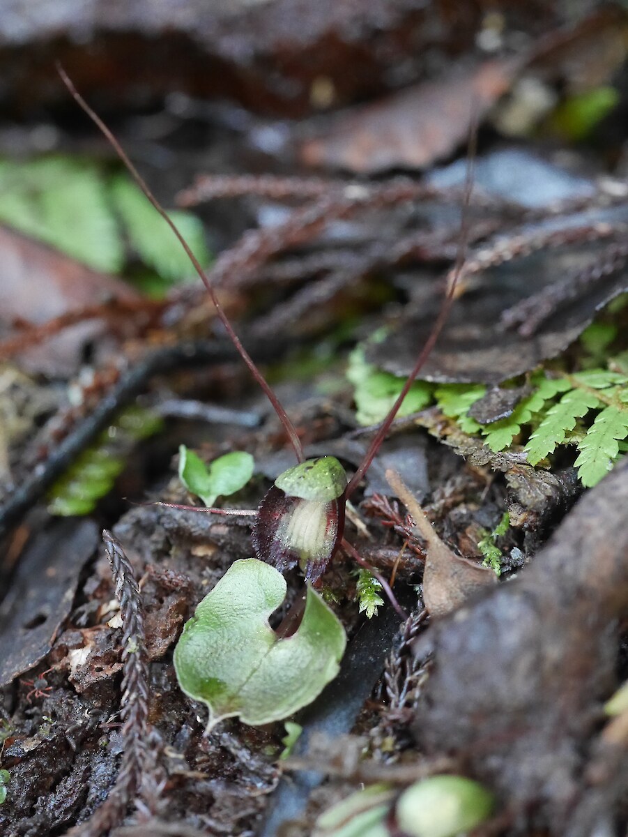Corybas sanctigeorgianus • New Zealand Native Orchids