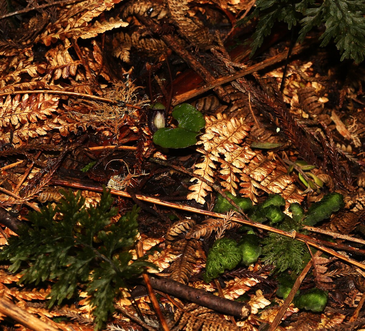 Corybas sanctigeorgianus • New Zealand Native Orchids