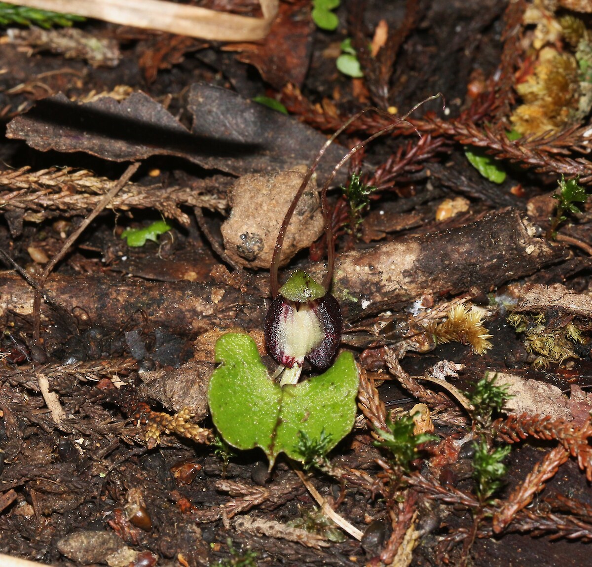 Corybas sanctigeorgianus • New Zealand Native Orchids