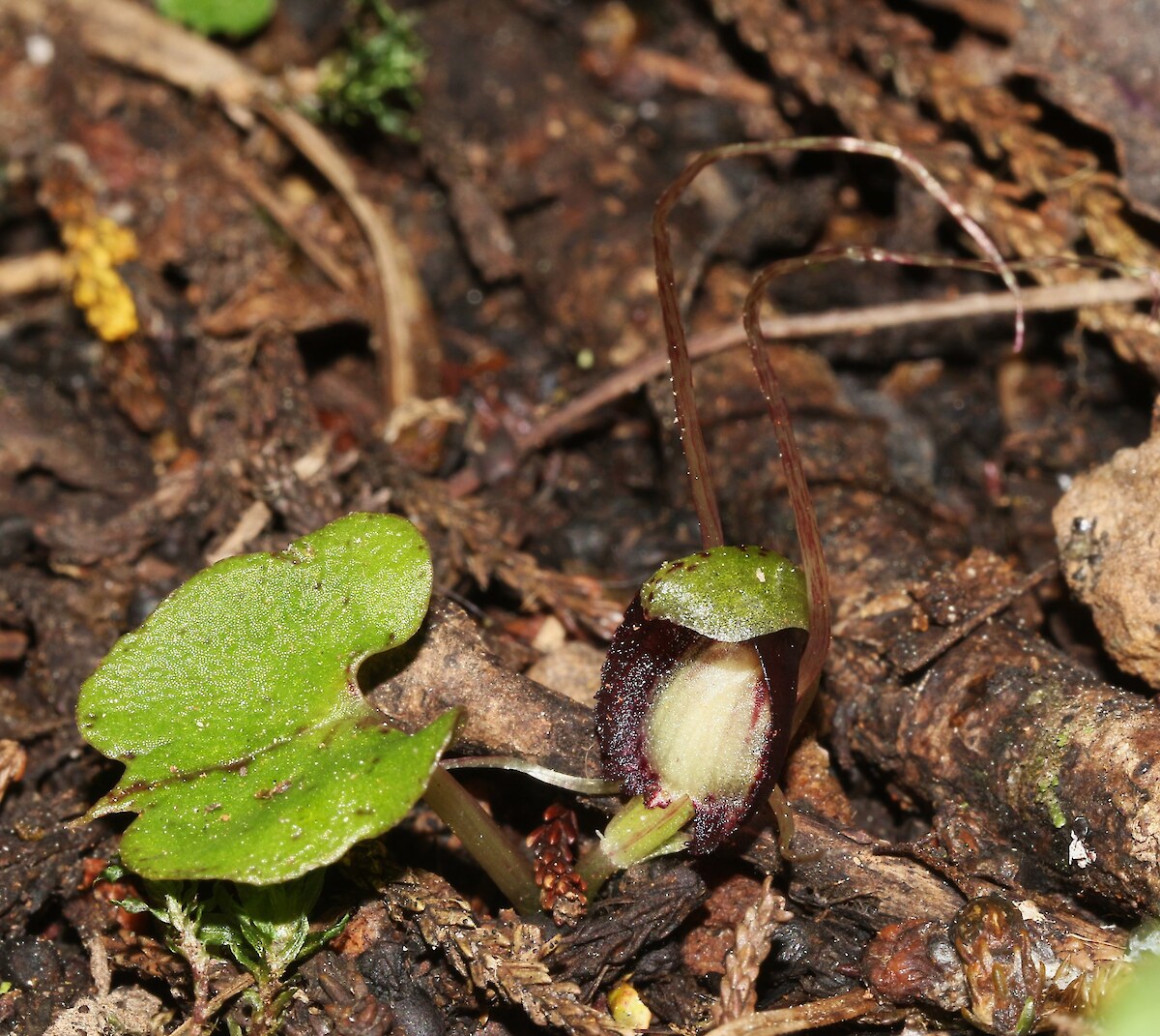 Corybas sanctigeorgianus • New Zealand Native Orchids