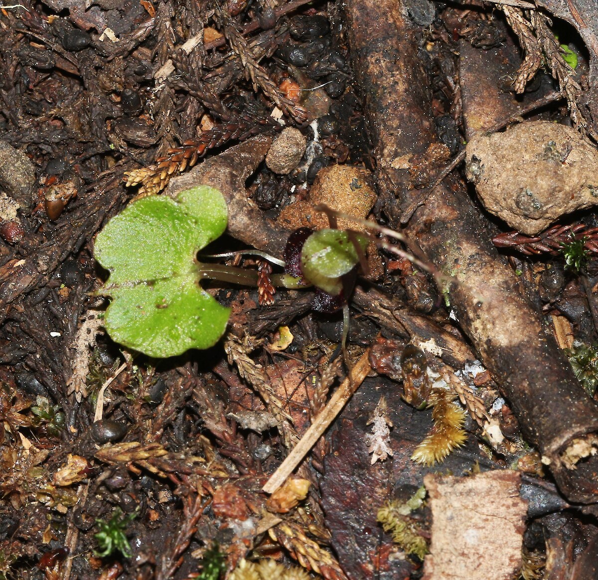 Corybas sanctigeorgianus • New Zealand Native Orchids