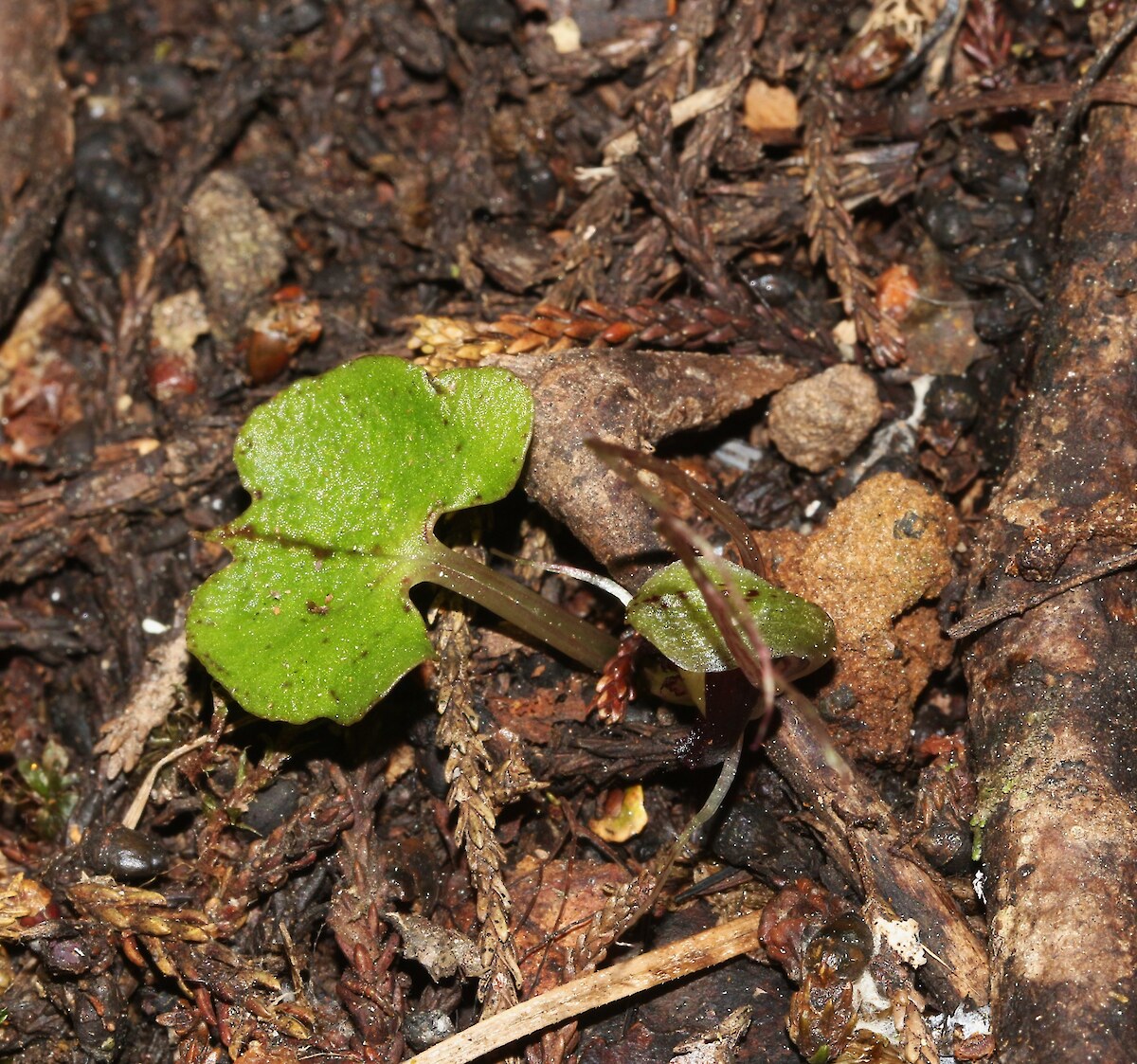 Corybas sanctigeorgianus • New Zealand Native Orchids