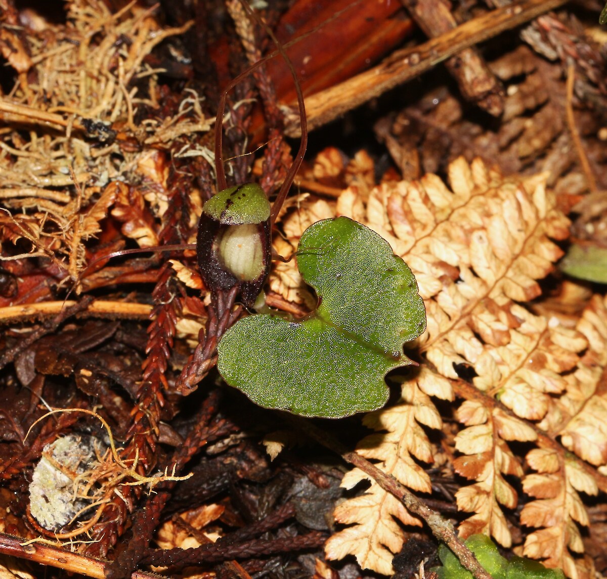 Corybas sanctigeorgianus • New Zealand Native Orchids
