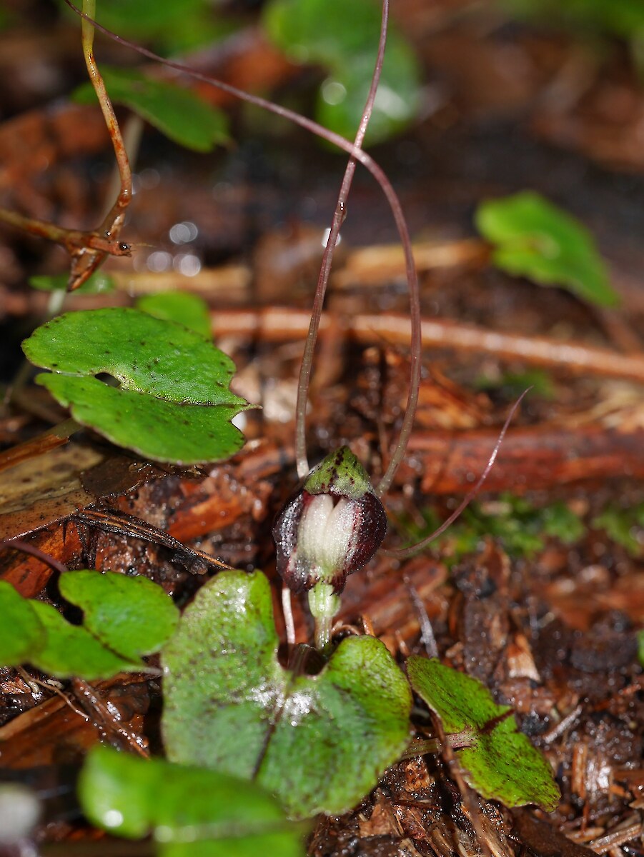 Corybas sanctigeorgianus • New Zealand Native Orchids