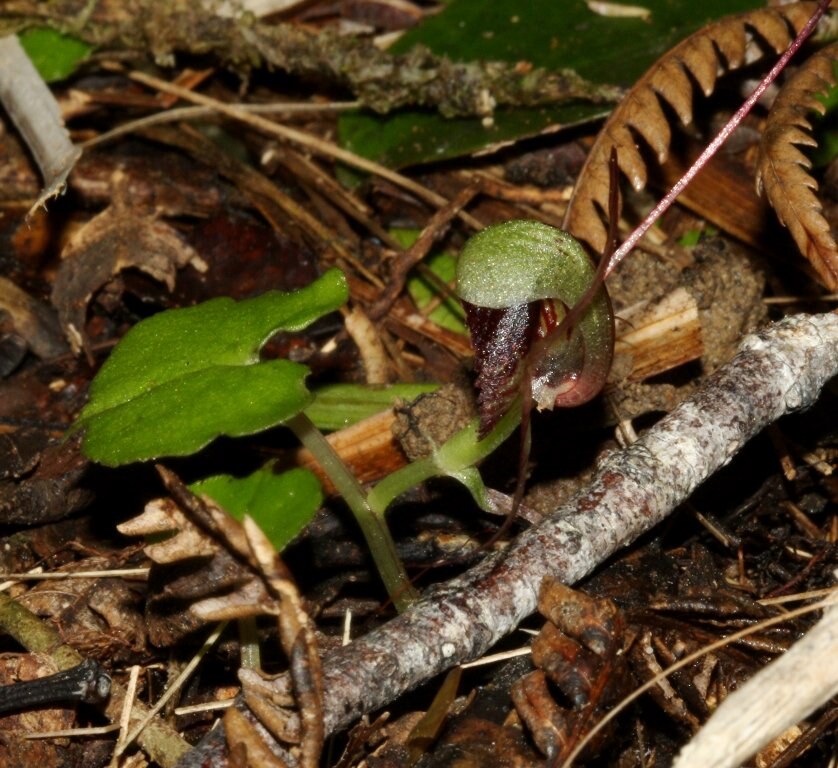 Corybas trilobus • New Zealand Native Orchids
