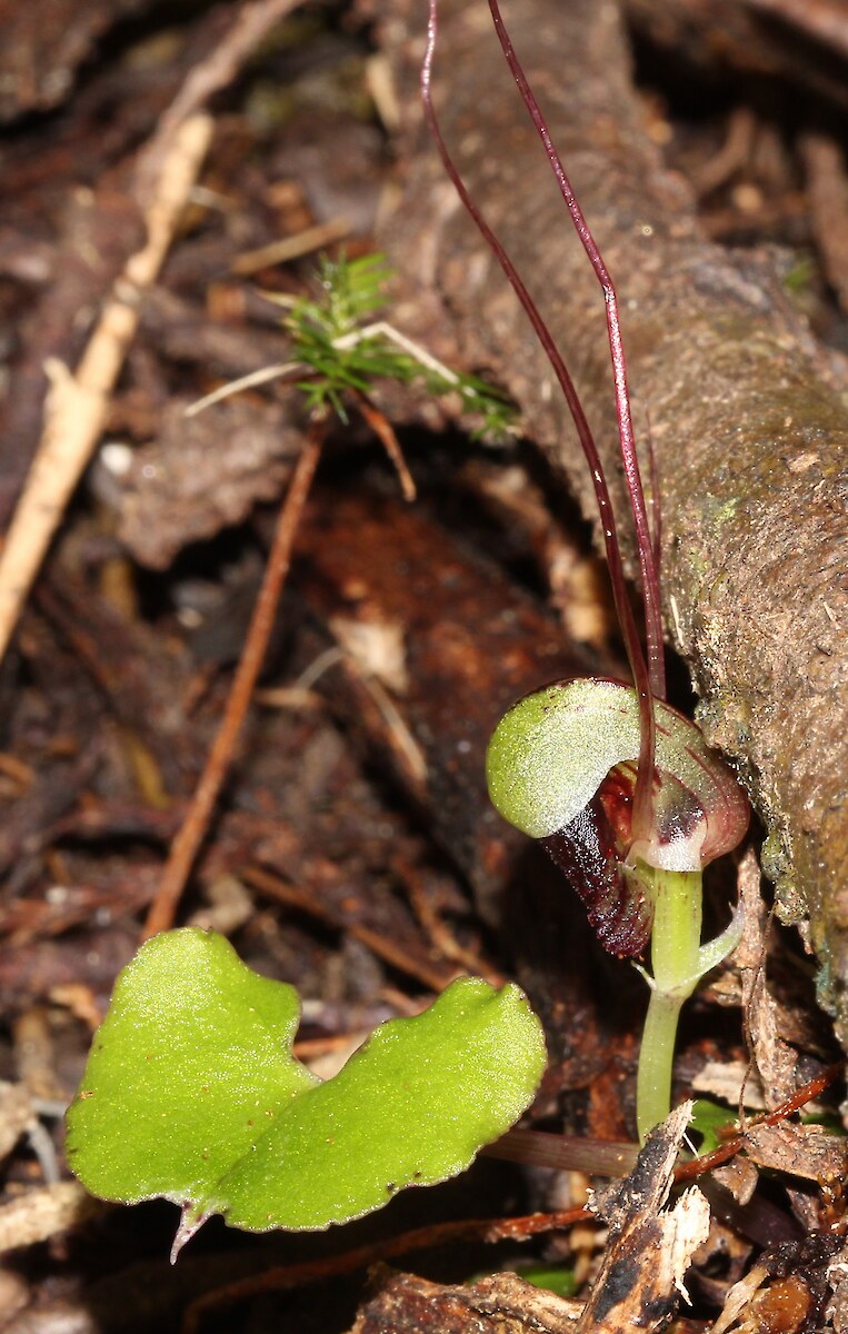 Corybas trilobus • New Zealand Native Orchids