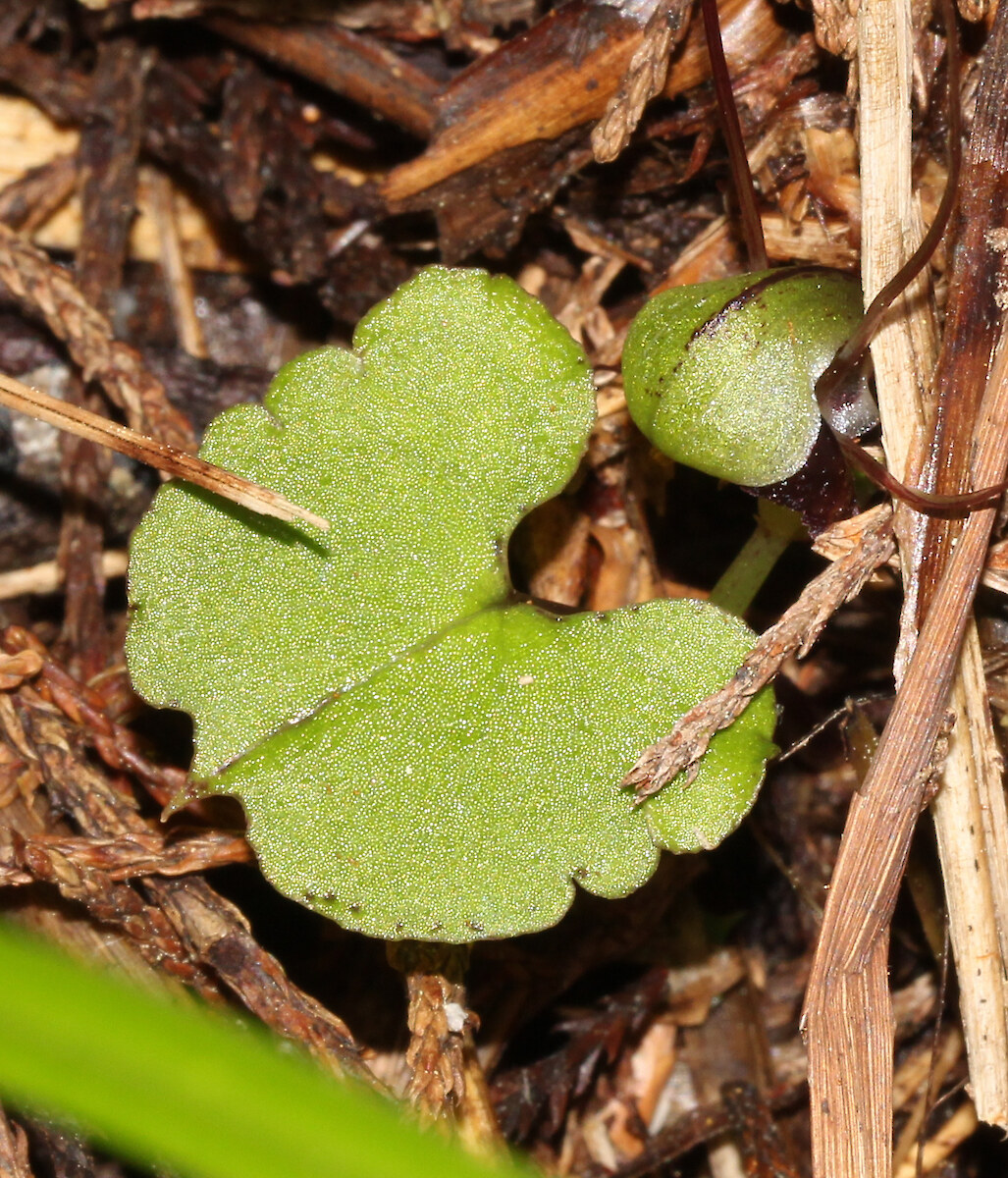 Corybas trilobus • New Zealand Native Orchids