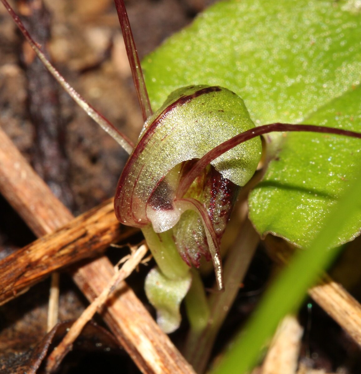 Corybas trilobus • New Zealand Native Orchids