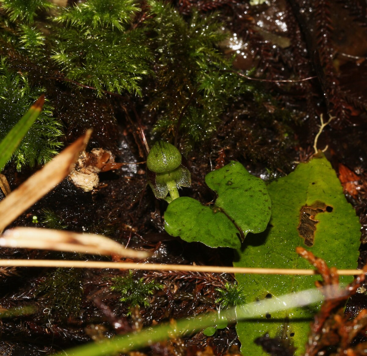 Corybas vitreus • New Zealand Native Orchids