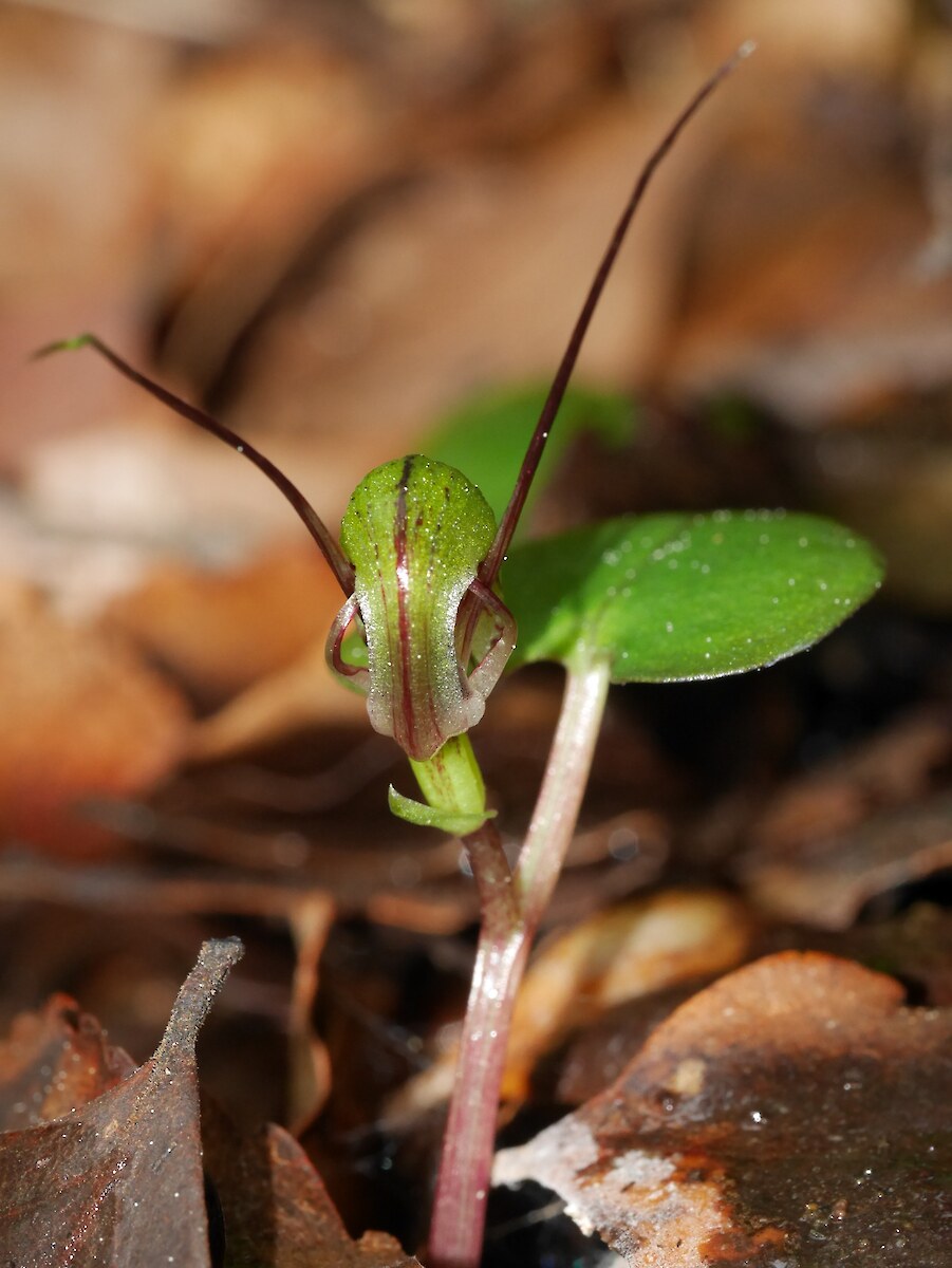 Corybas vitreus • New Zealand Native Orchids