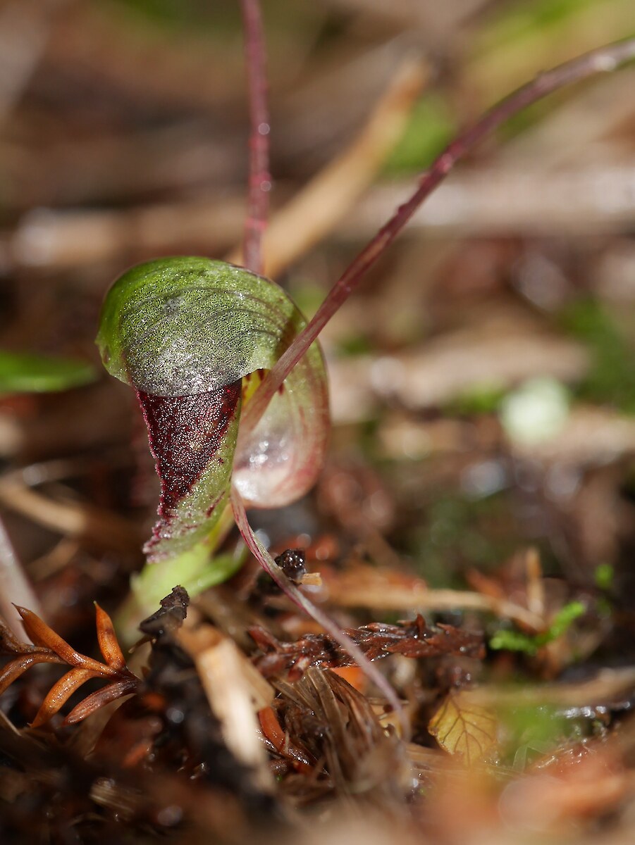 Corybas vitreus • New Zealand Native Orchids
