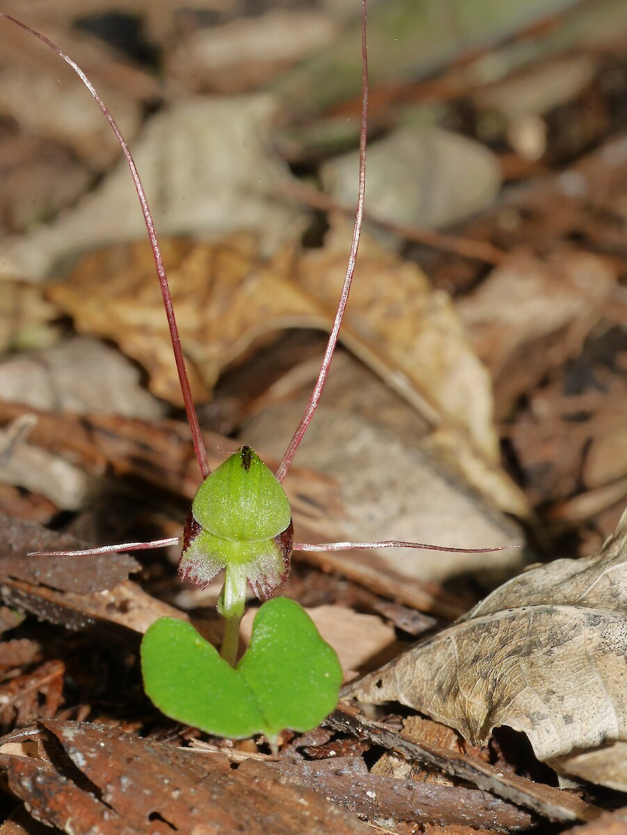 Corybas vitreus • New Zealand Native Orchids