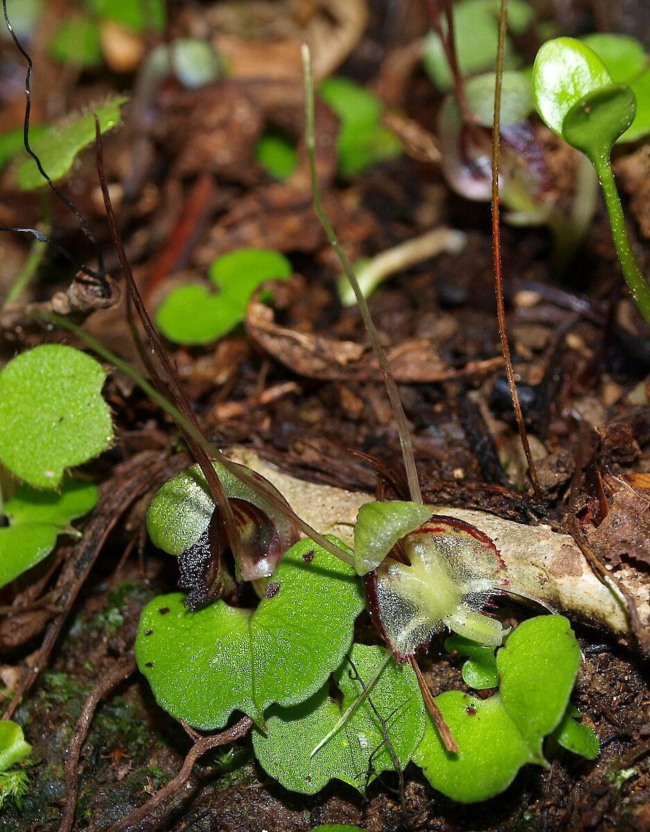 Corybas vitreus • New Zealand Native Orchids