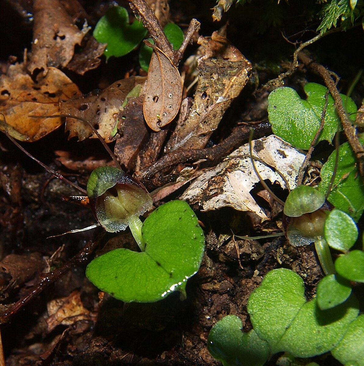 Corybas vitreus • New Zealand Native Orchids