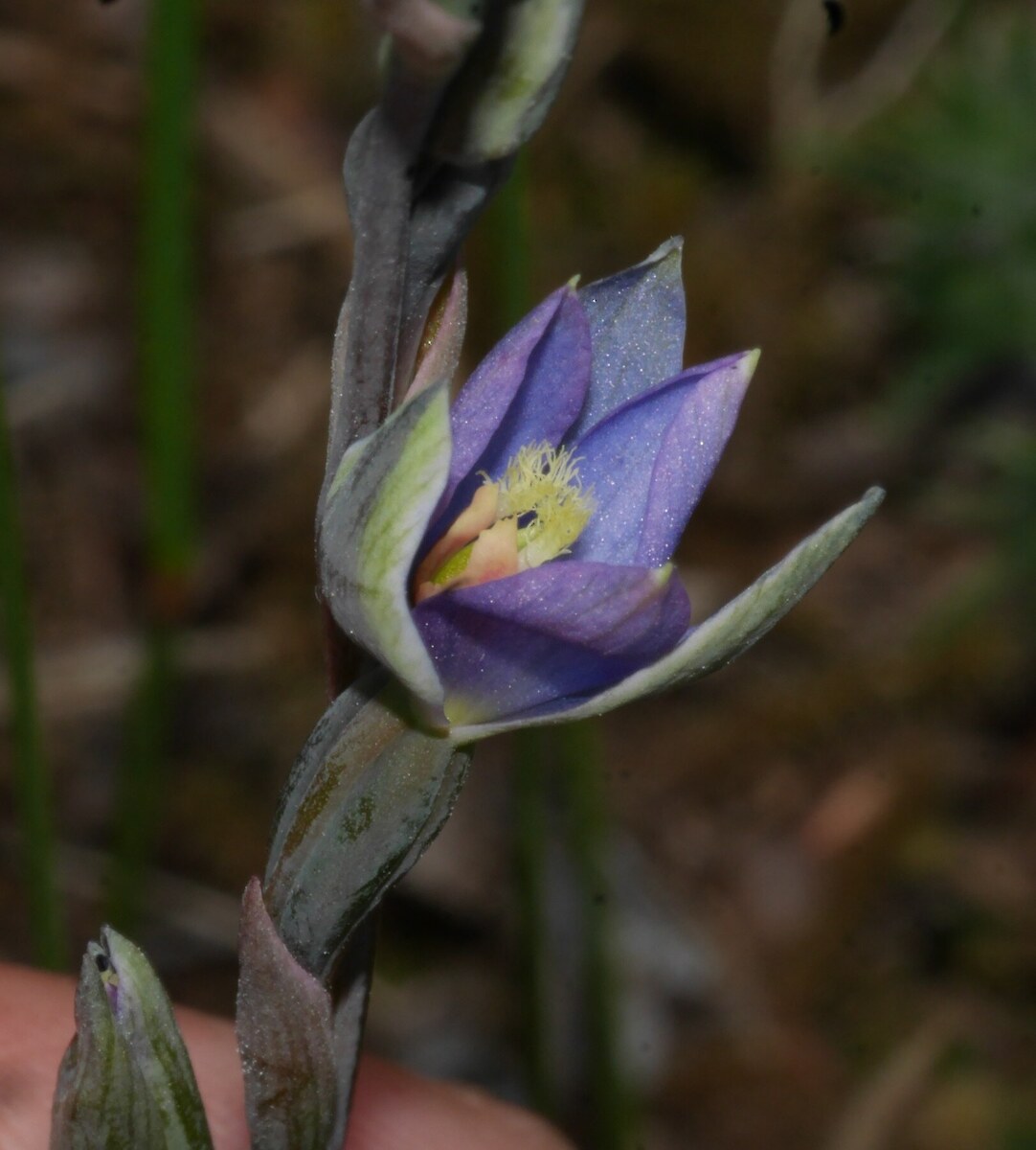 Thelymitra formosa • New Zealand Native Orchids